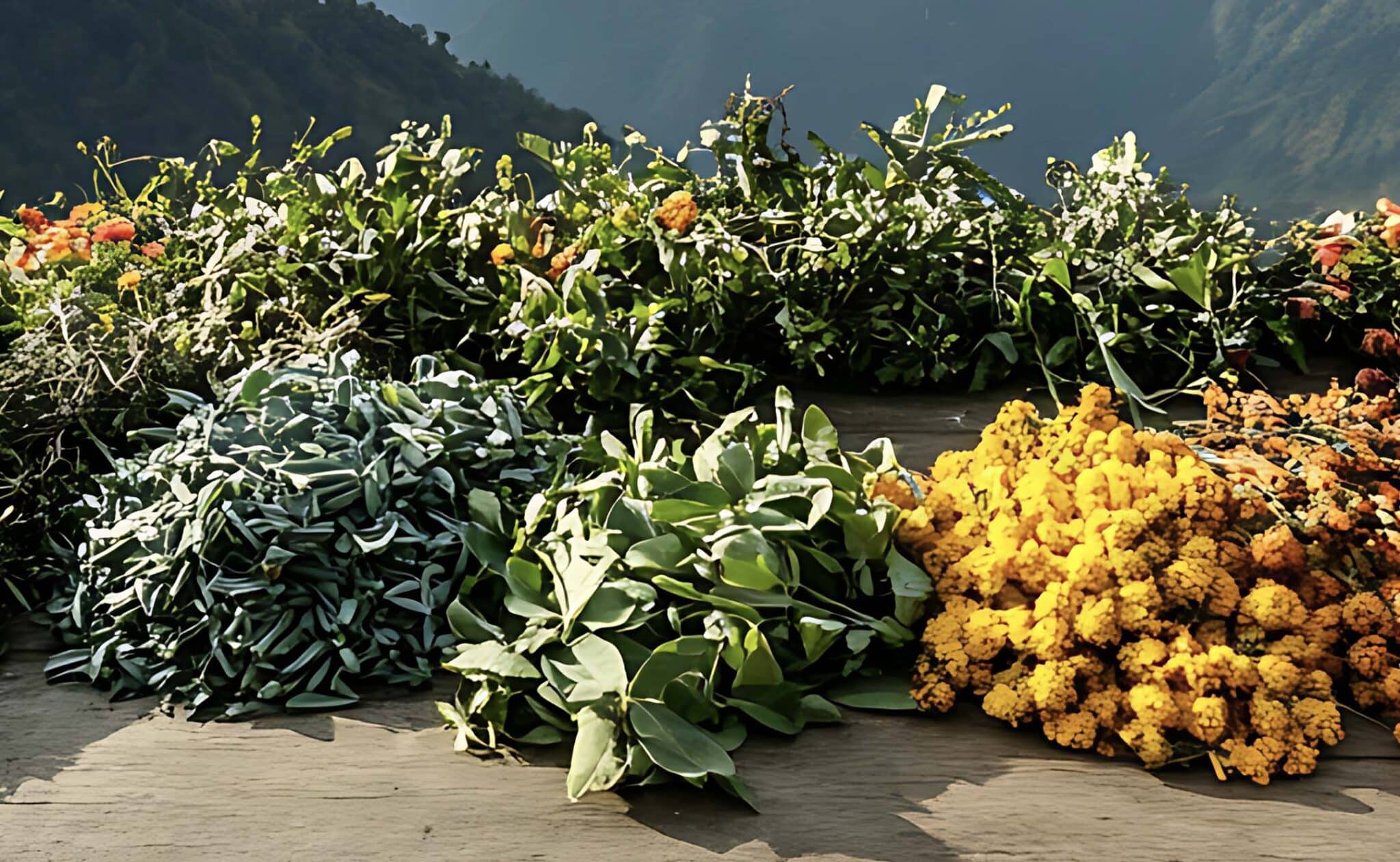 Mountain Roots Herb Festival - Hagood Mill Historic Site